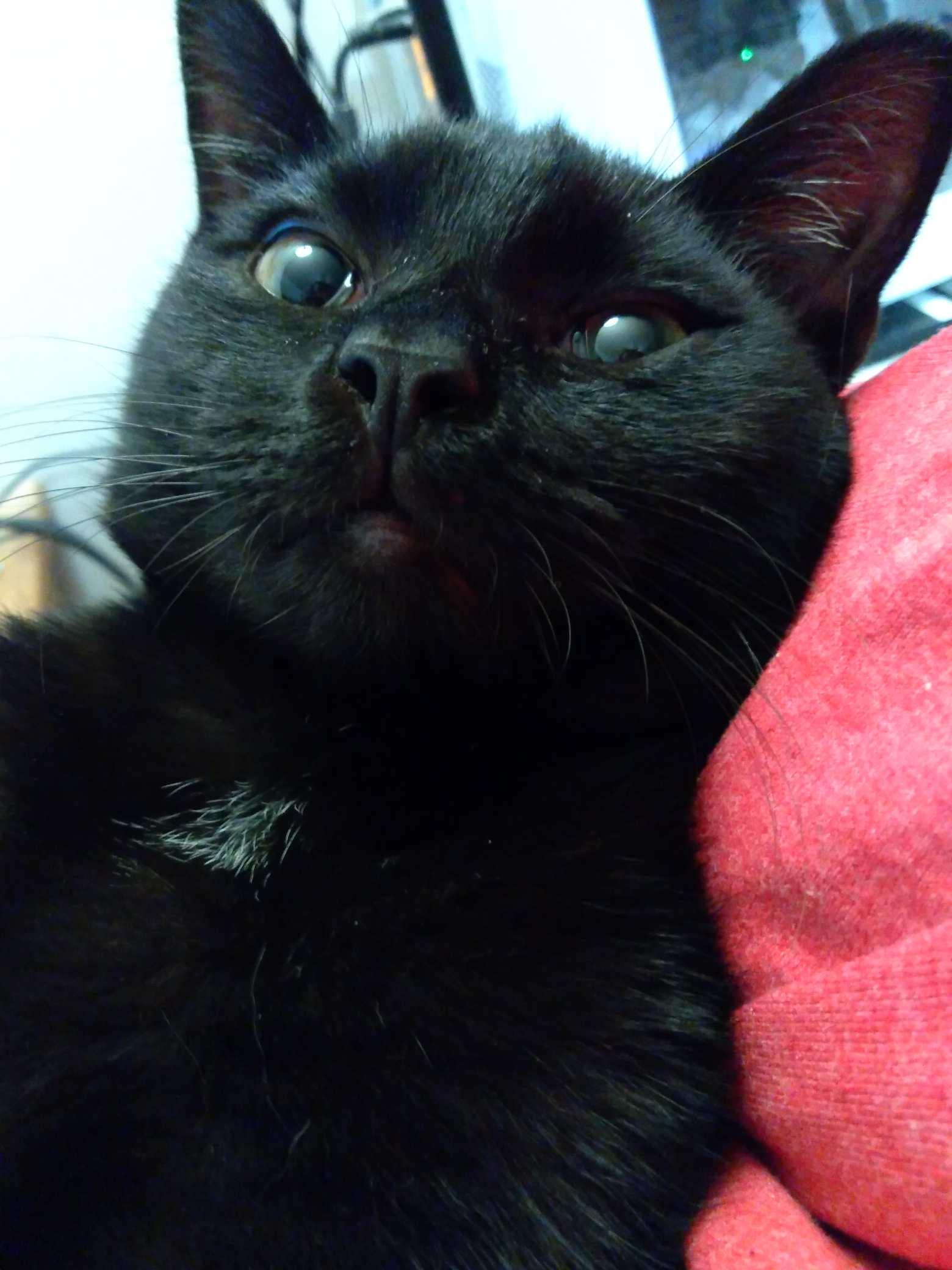 Featured: Ninja Finds a Forever Home (And Other Black Cats in Fall ...